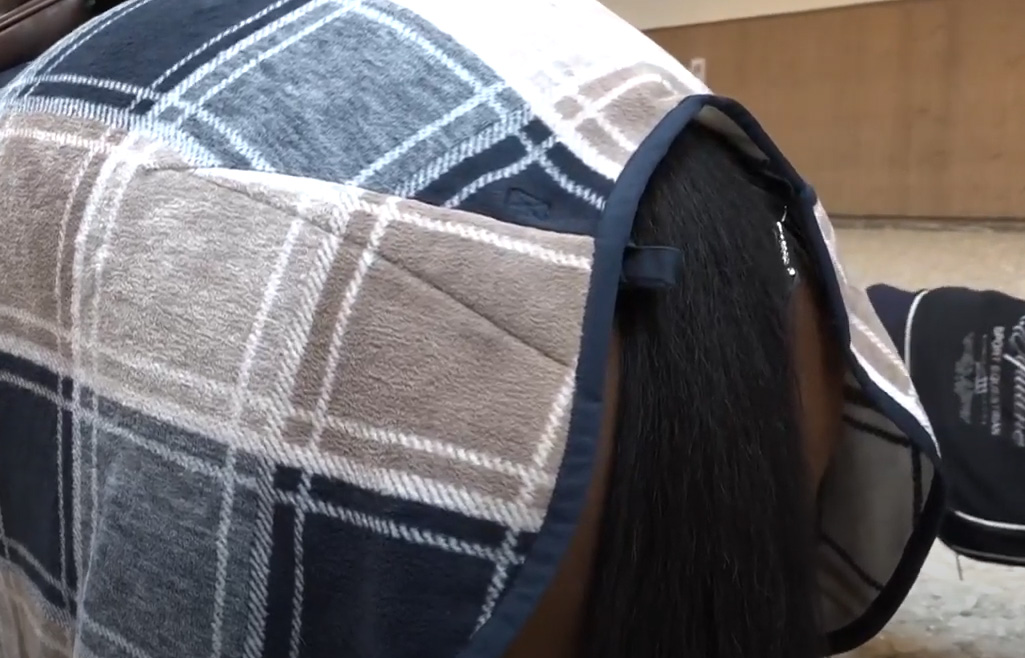 VÝBĚR BEDERNÍ A ODPOCOVACÍ DEKY - EQS magazín