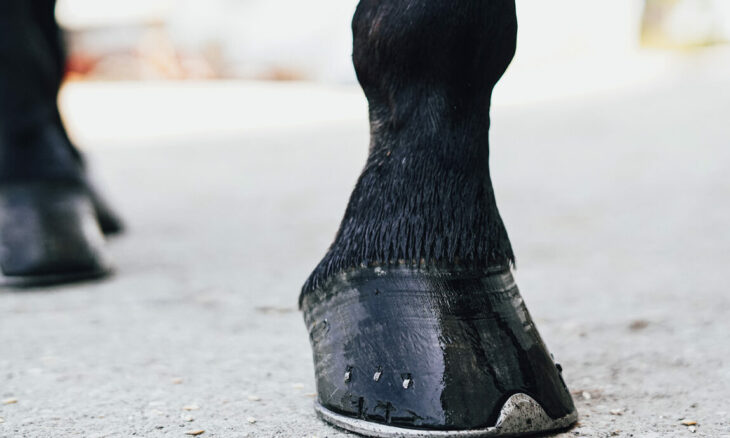 ÚHEL KOPYTA A ŠPALKOVÉ KOPYTO - EQS magazín