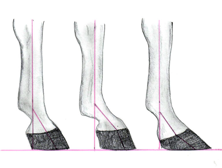ÚHEL KOPYTA A ŠPALKOVÉ KOPYTO - EQS magazín